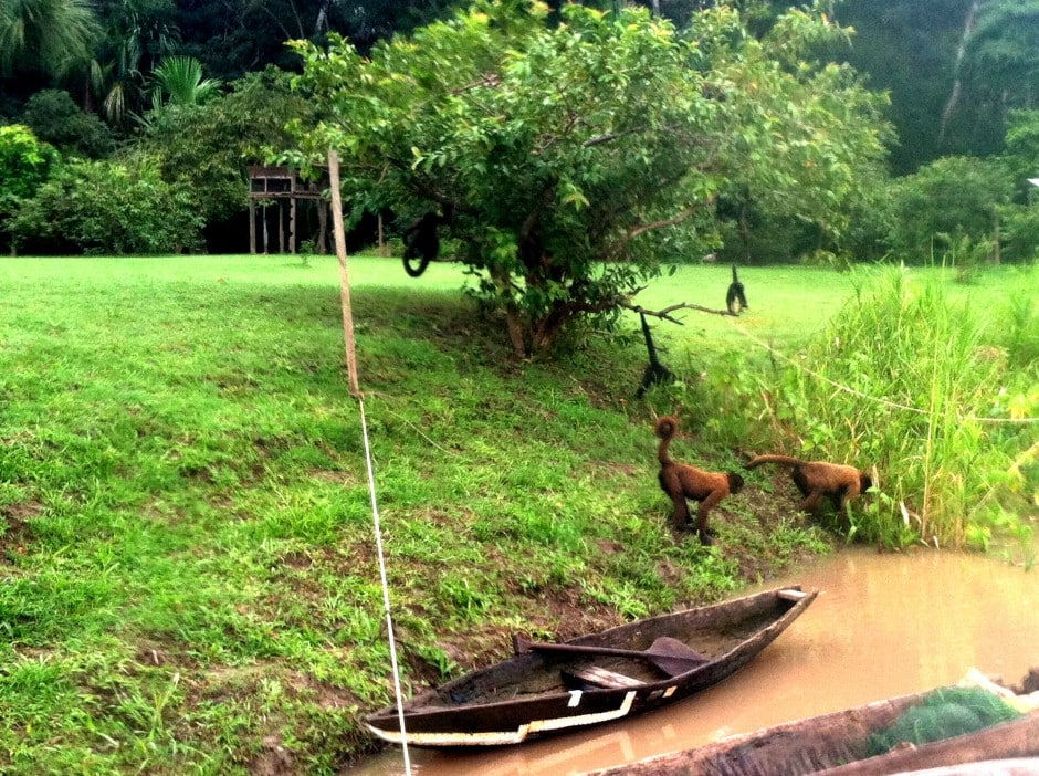 How to Get to the REAL Monkey Island, Peru