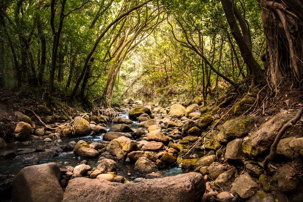 Lulumahu Falls // A Fun Waterfall Hike Through Oahu's Jungle