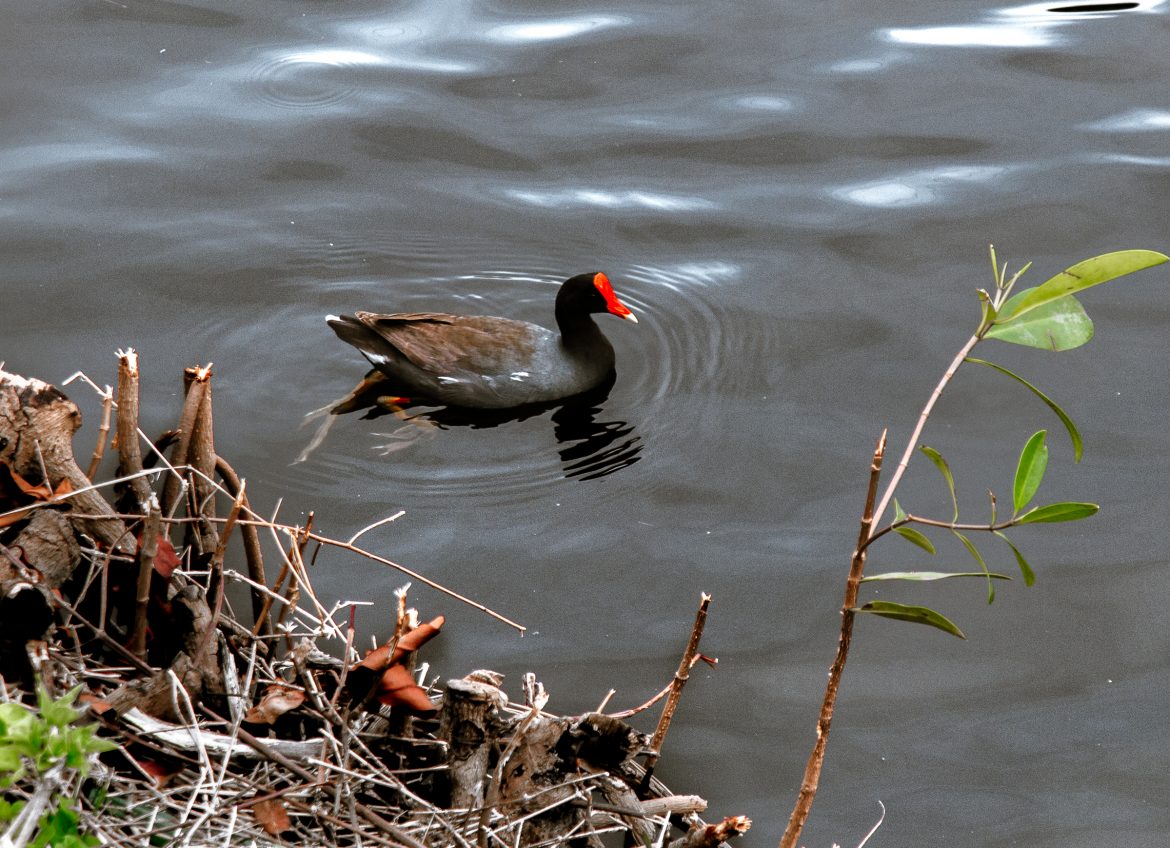 Hamakua Marsh // Searching for Native Hawaiian Birds in Oahu