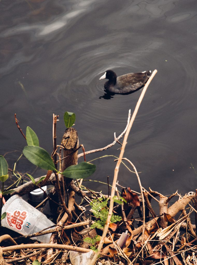 Hamakua Marsh // Searching for Native Hawaiian Birds in Oahu