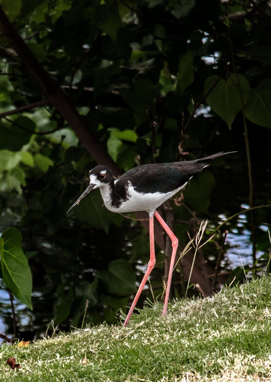 Hamakua Marsh // Searching for Native Hawaiian Birds in Oahu