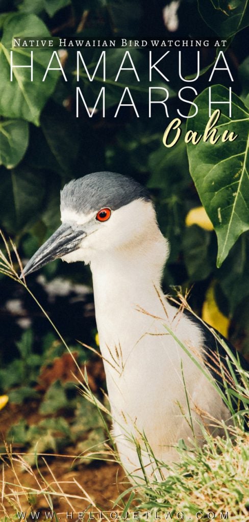 Hamakua Marsh // Searching for Native Hawaiian Birds in Oahu