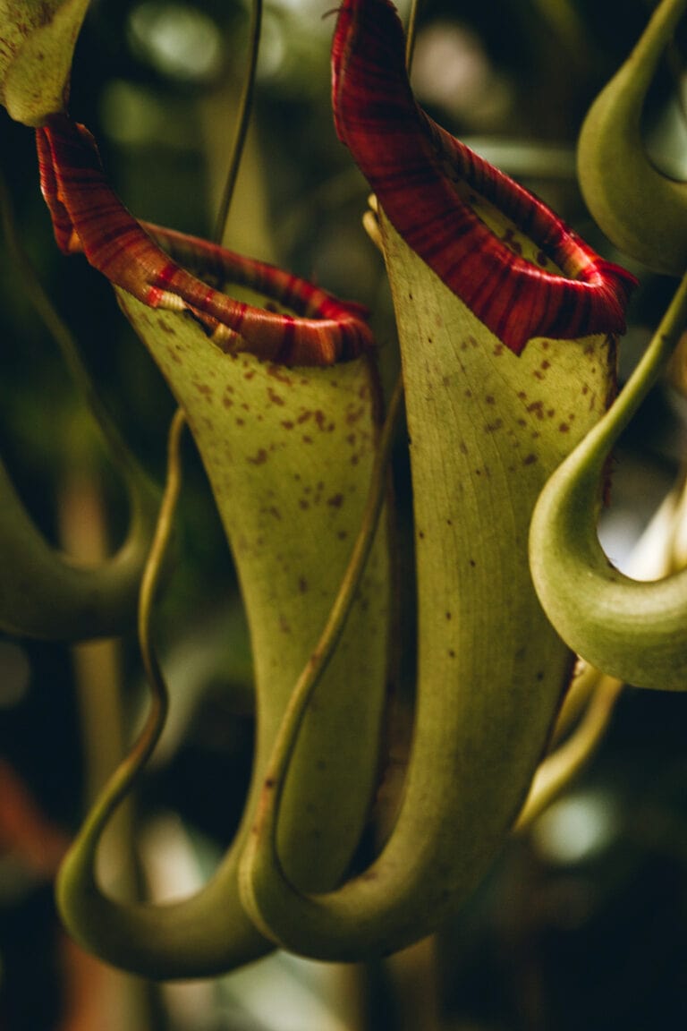 Oahu's Foster Botanical Garden // A Visitor's Guide