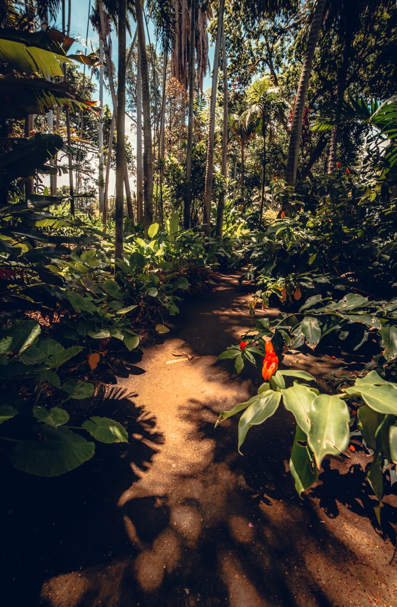 Oahu's Foster Botanical Garden // A Visitor's Guide