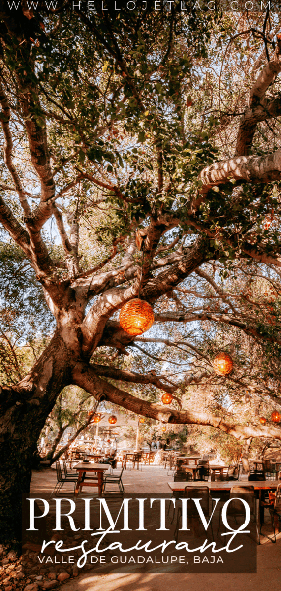 Primitivo Restaurant Valle de Guadalupe : Dinner Under a 300 Year Oak